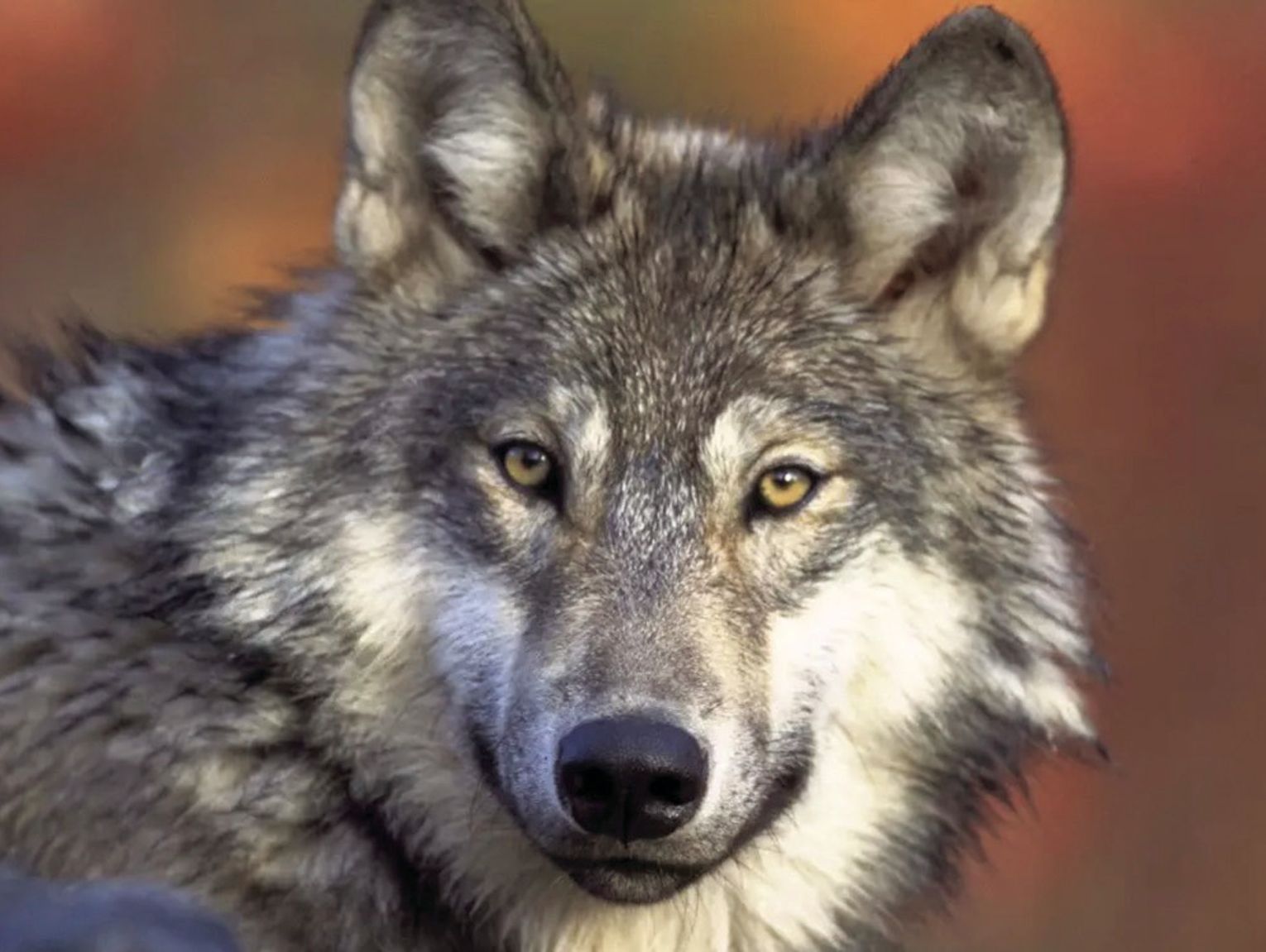 ‘Endangered’ status to remain in effect for WA wolves