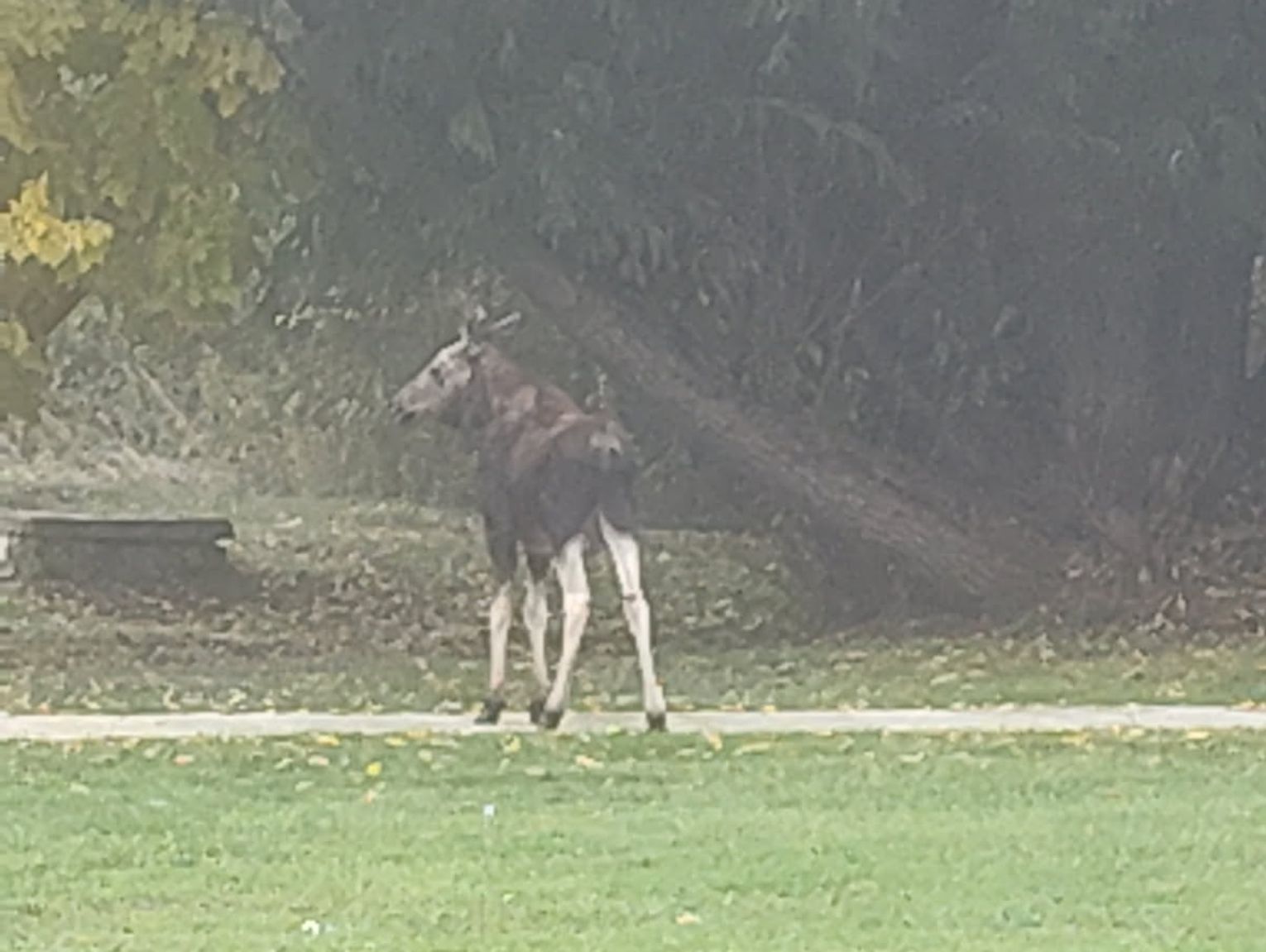 Officials warn of moose sightings in Cusick, Usk