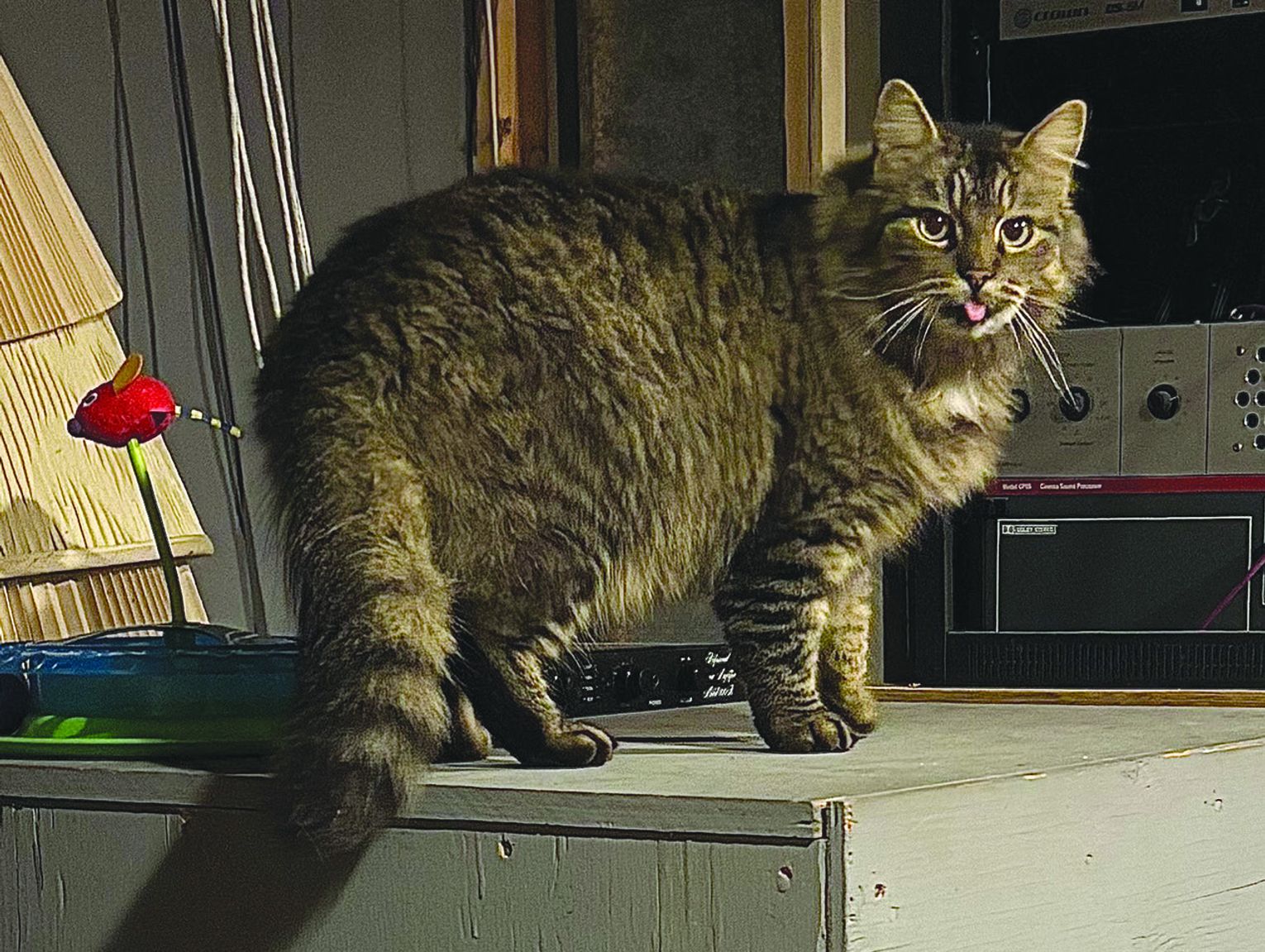 Sophies Choice: Are these your cats?